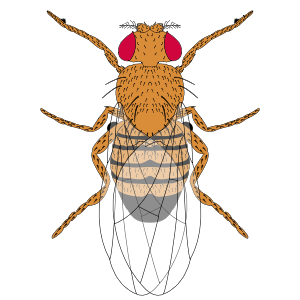 Lab Notes from FlyLab JS