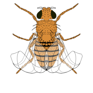 Lab Notes from FlyLab JS