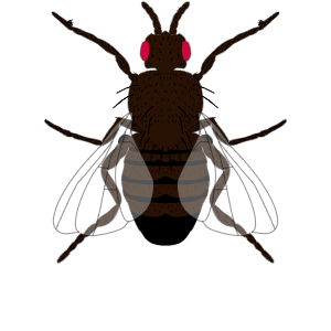 Lab Notes from FlyLab JS