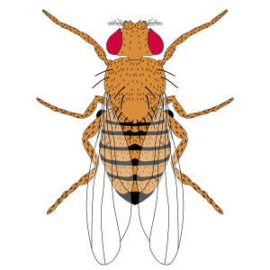 Lab Notes from FlyLab JS